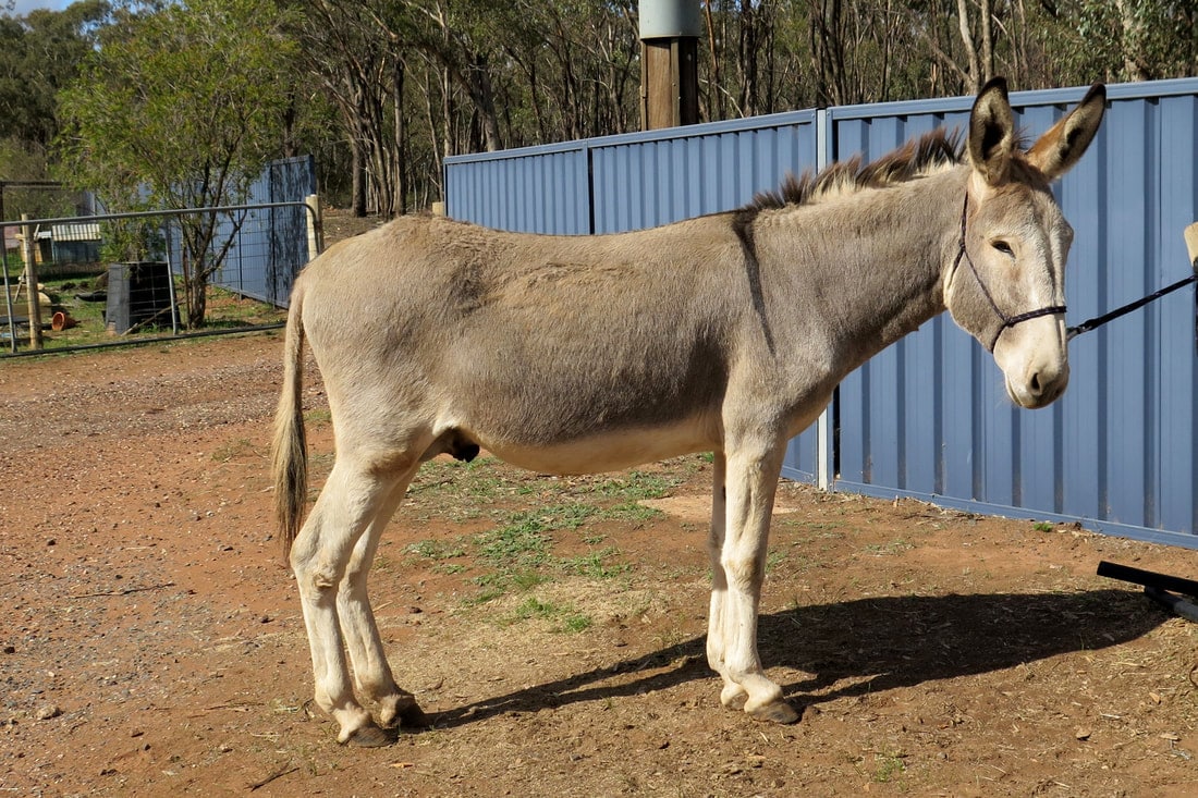 What is a Donkey? - EQUITANA Melbourne
