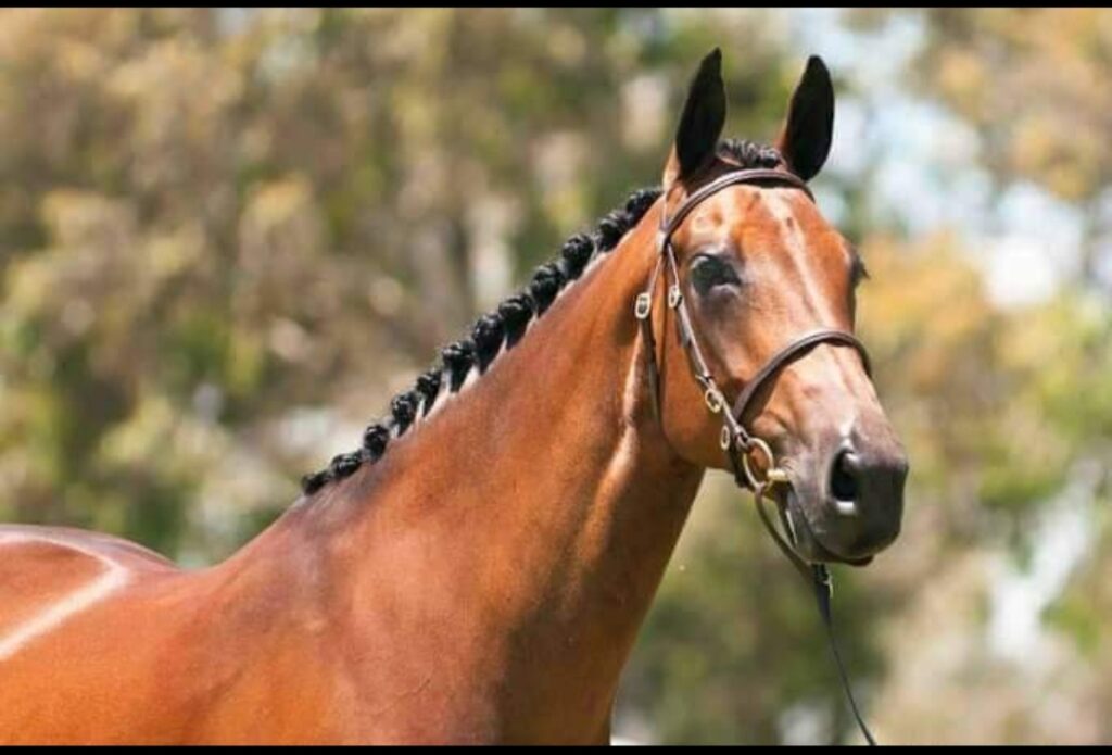 Australian Quarter Horse - EQUITANA Melbourne