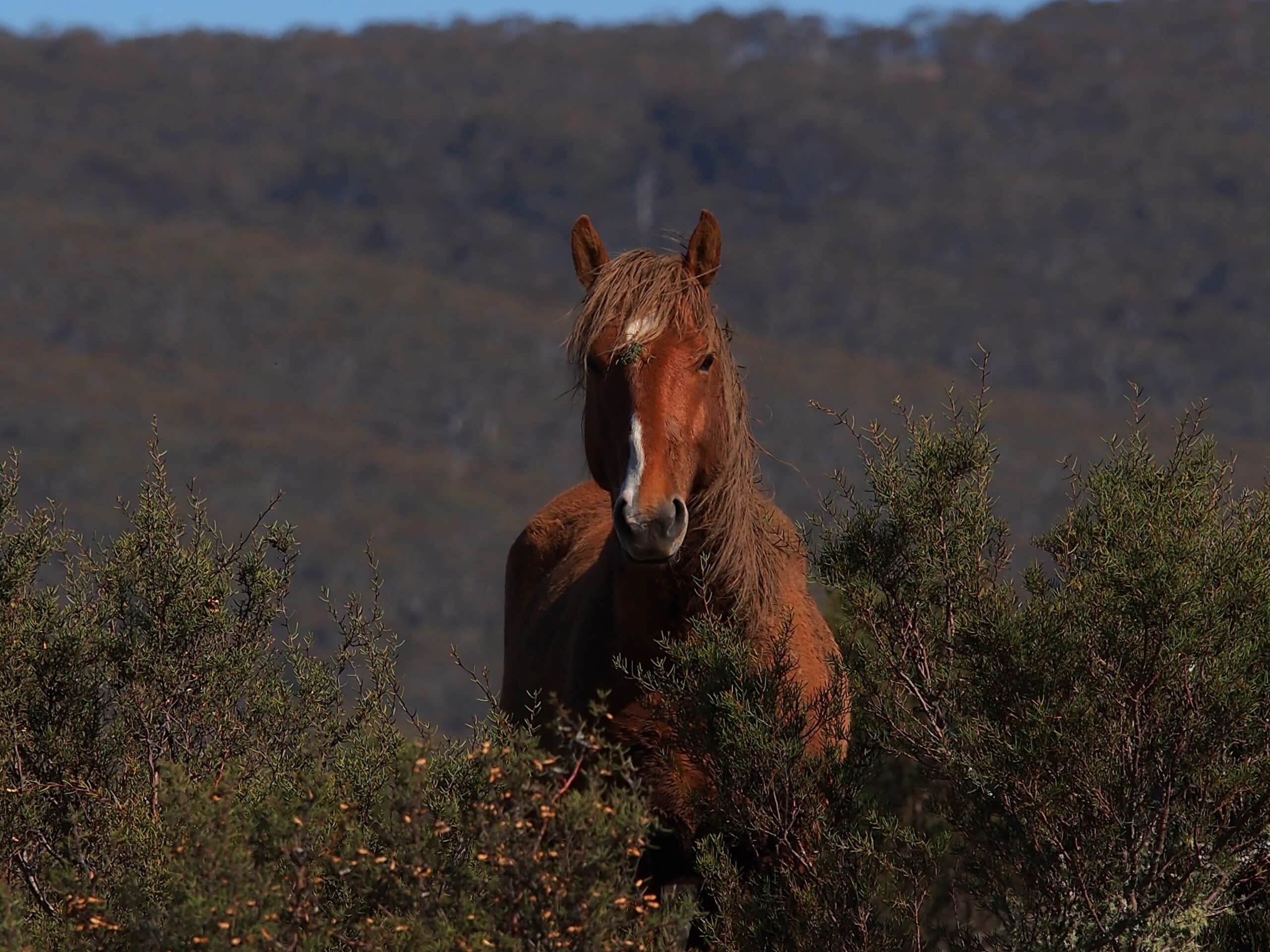 VBA Australian Brumby Challenge - EQUITANA Melbourne