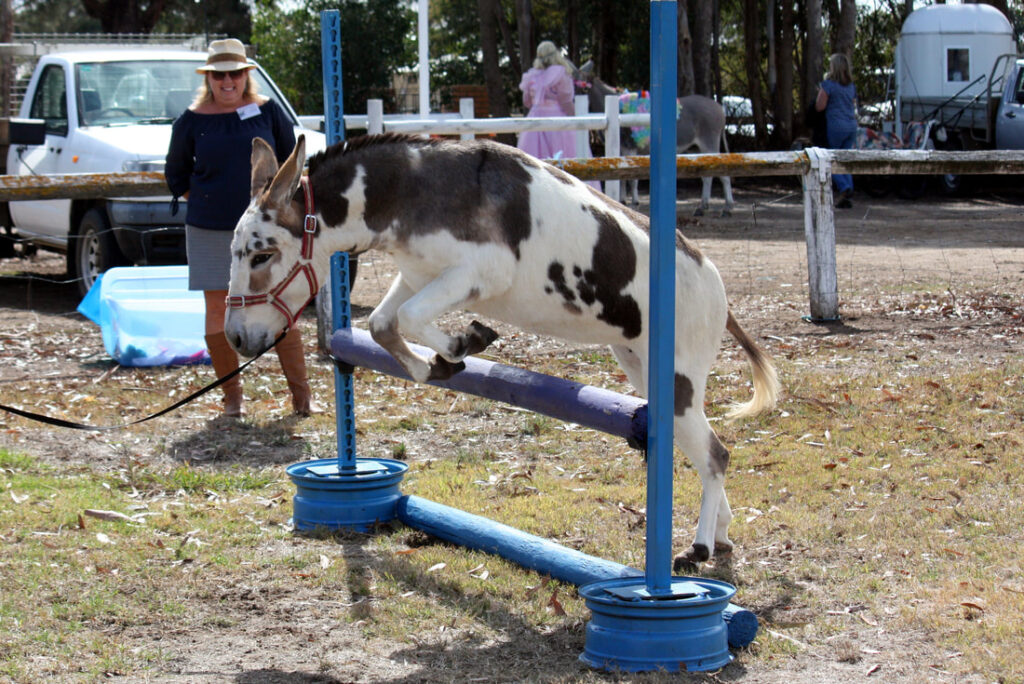 Australian Quarter Horse - EQUITANA Melbourne