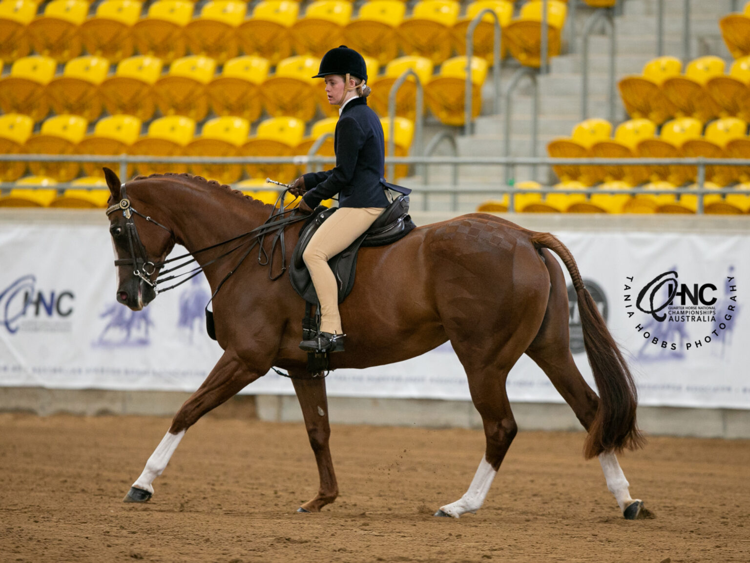 Australian Quarter Horse - EQUITANA Melbourne