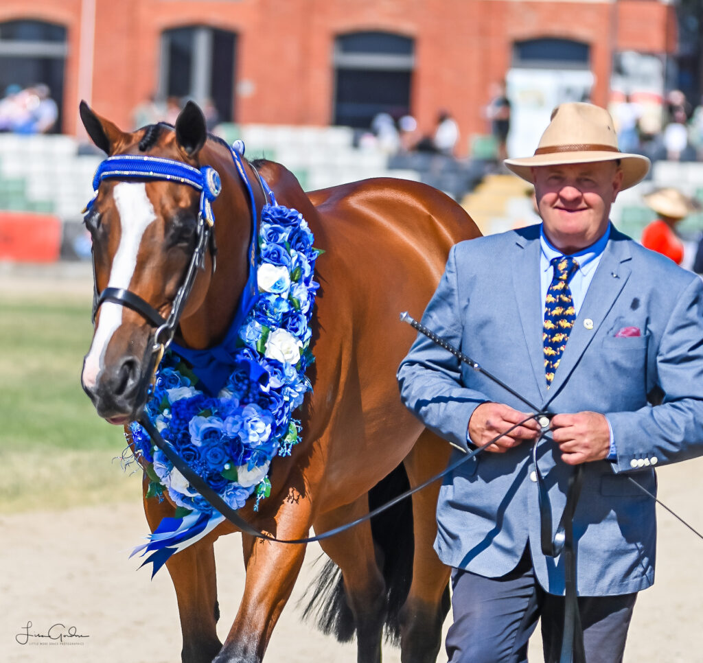 Australian Quarter Horse - EQUITANA Melbourne