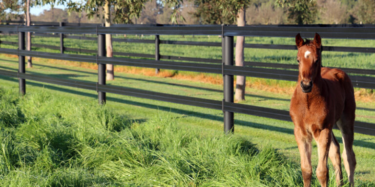 The ultimate DIY Horse Fencing Solution with Duncan Equine - EQUITANA ...